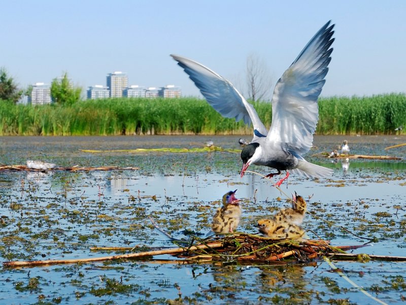 Parcul Natural Văcărești (Delta Văcărești) - Descoperă acest loc din ...